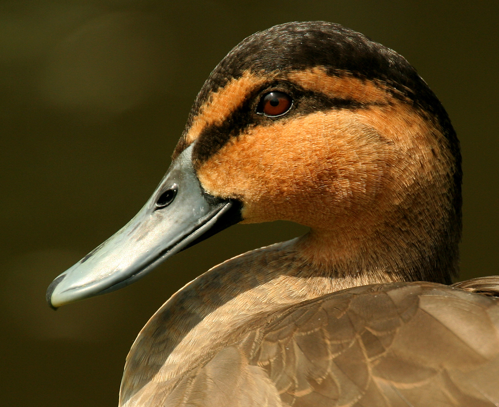 Philippine Duck (Anas luzonica) - Avian Discovery