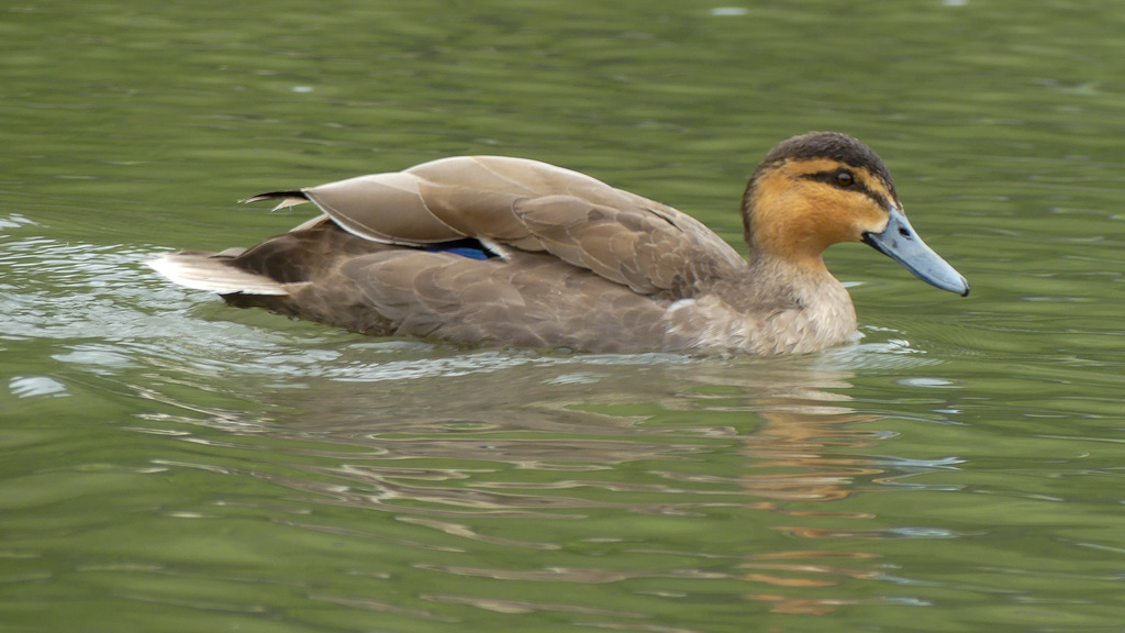 Philippine Duck (Anas luzonica) - Avian Discovery