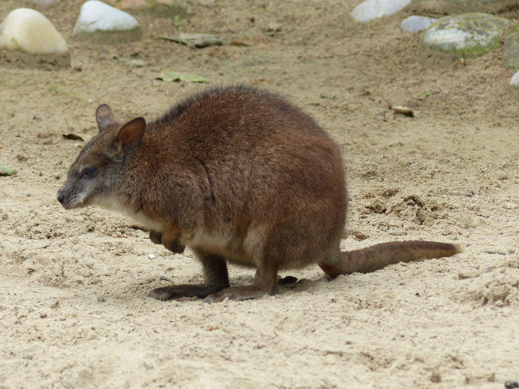 Parma Wallaby (Notamacropus parma) - Know Your Mammals