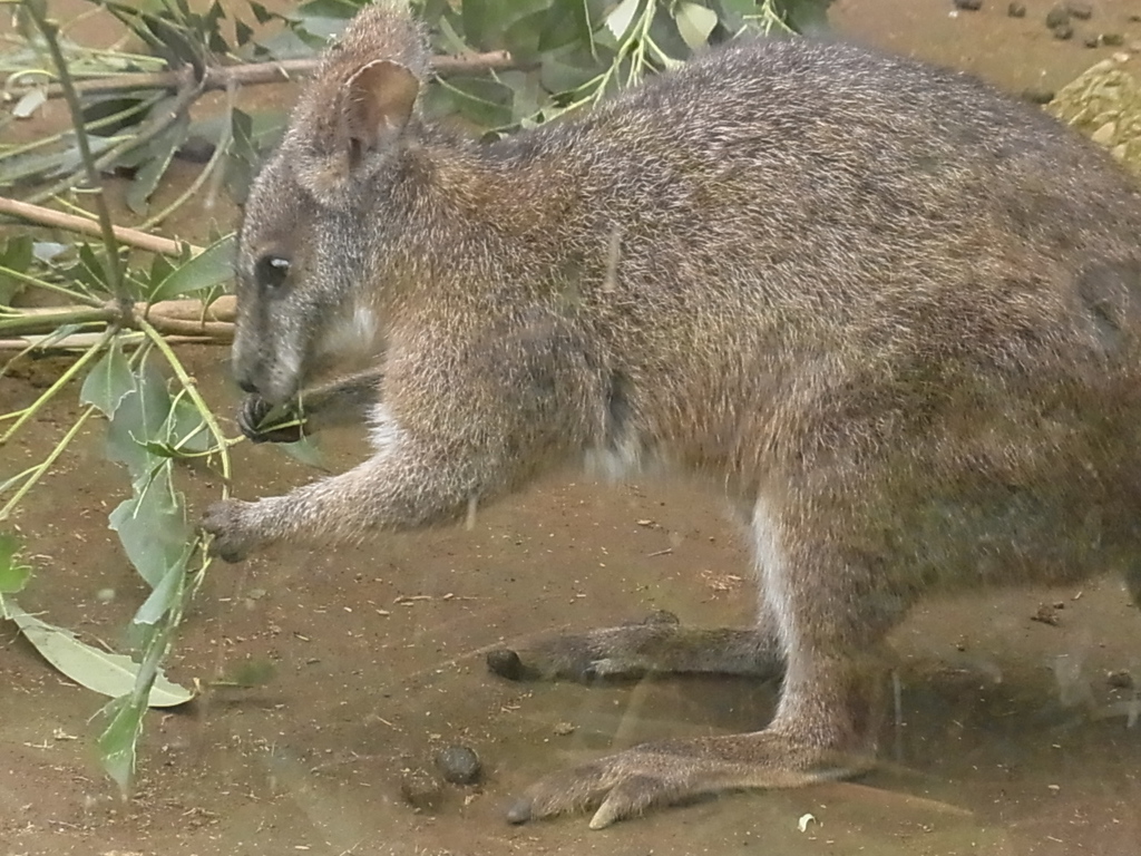 Parma Wallaby (Notamacropus parma) - Know Your Mammals