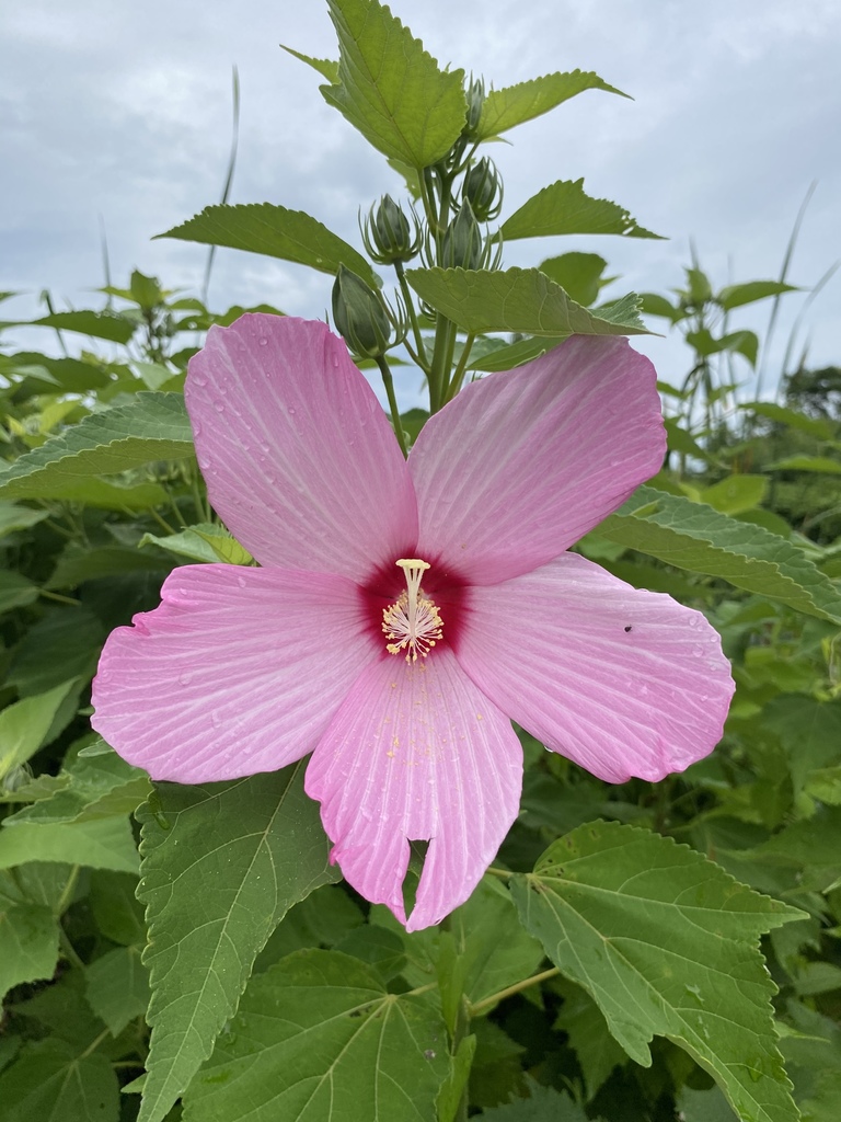 swamp rose mallow from Summit Lake Park, Akron, OH, US on July 22, 2020 ...