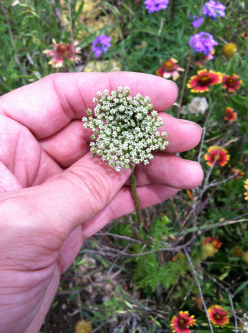 American wild carrot (Nash Prairie Plants List) · iNaturalist