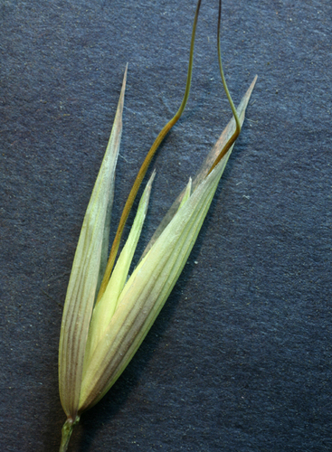 cultivated oats (Plants of Chatfield State Park) · iNaturalist
