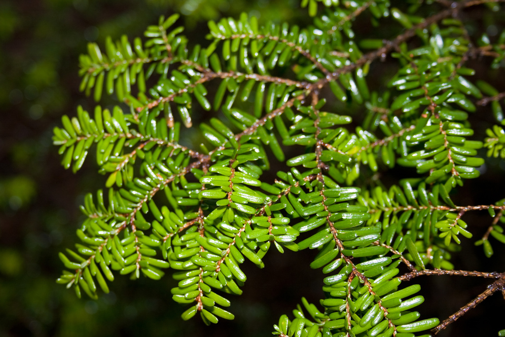 northern Japanese hemlock (Tsuga diversifolia) - Botanical Realm