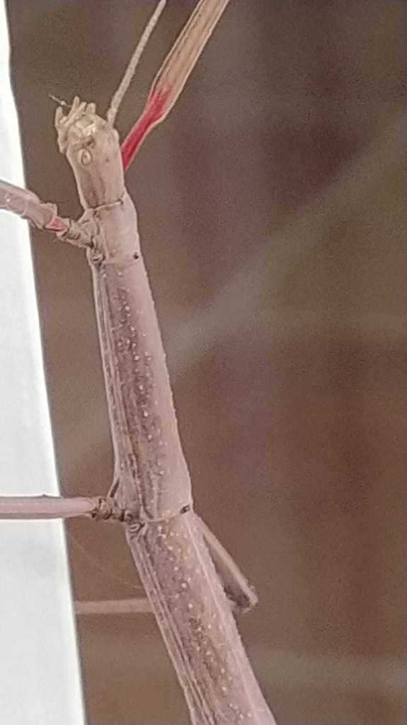 French stick insect from Taranto, Apulia, IT on June 18, 2020 by ...