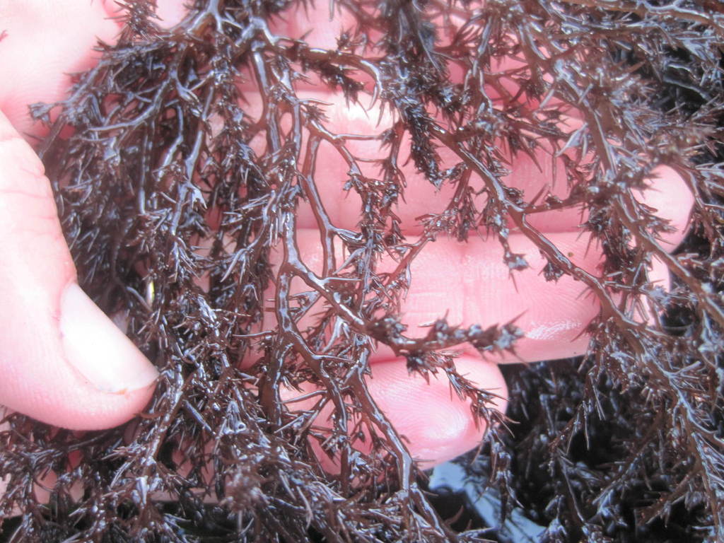 sea brush (Marine Botany of Washington) · iNaturalist