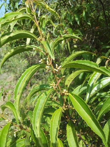 Miconia polyflora · iNaturalist