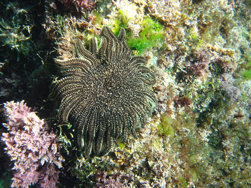 Heliaster canopus · iNaturalist