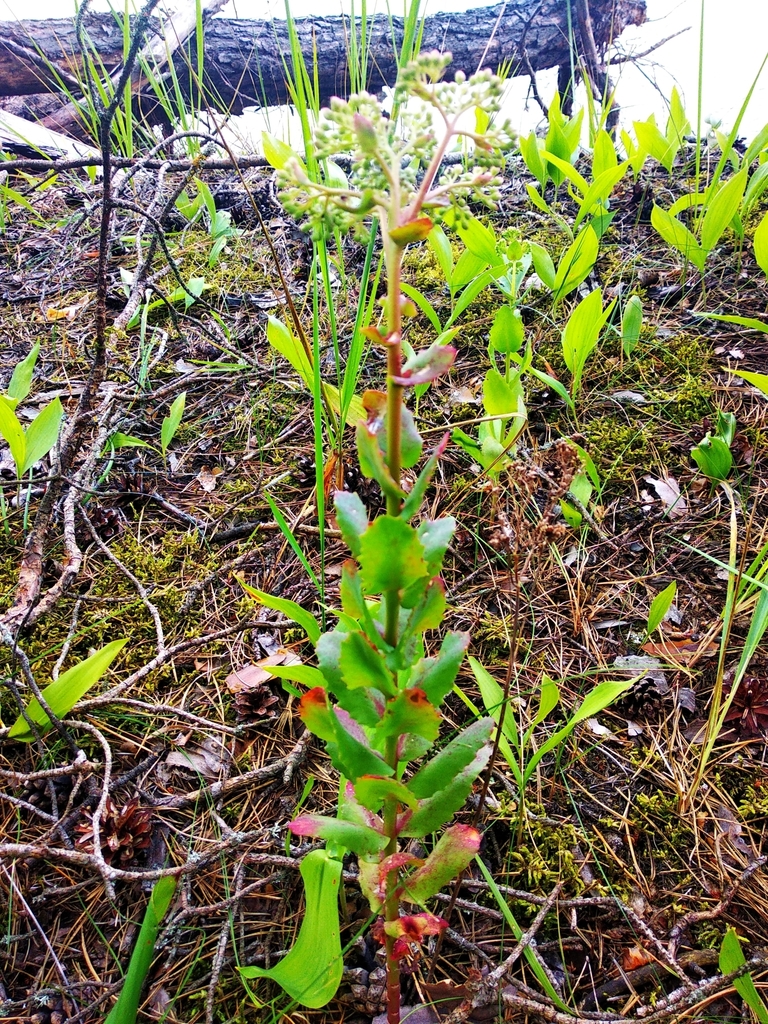 Orpine from Masty, BY-HR, BY on July 22, 2020 at 02:44 PM by Валерий ...