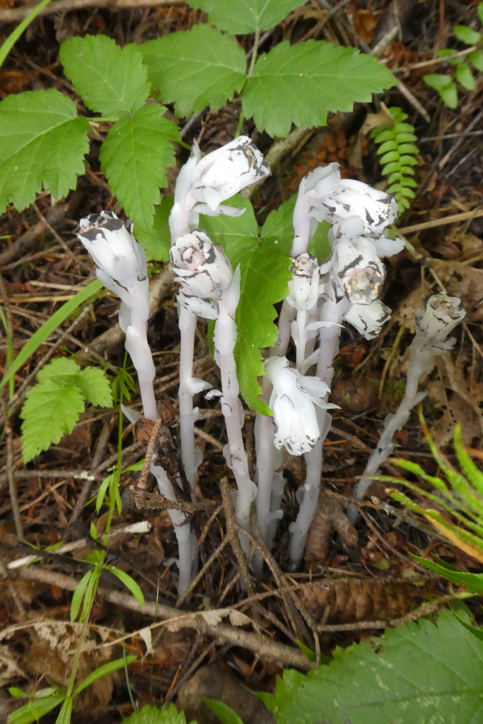 Ghost Pipe from San Juan County, WA, USA on July 14, 2020 at 02:30 PM ...