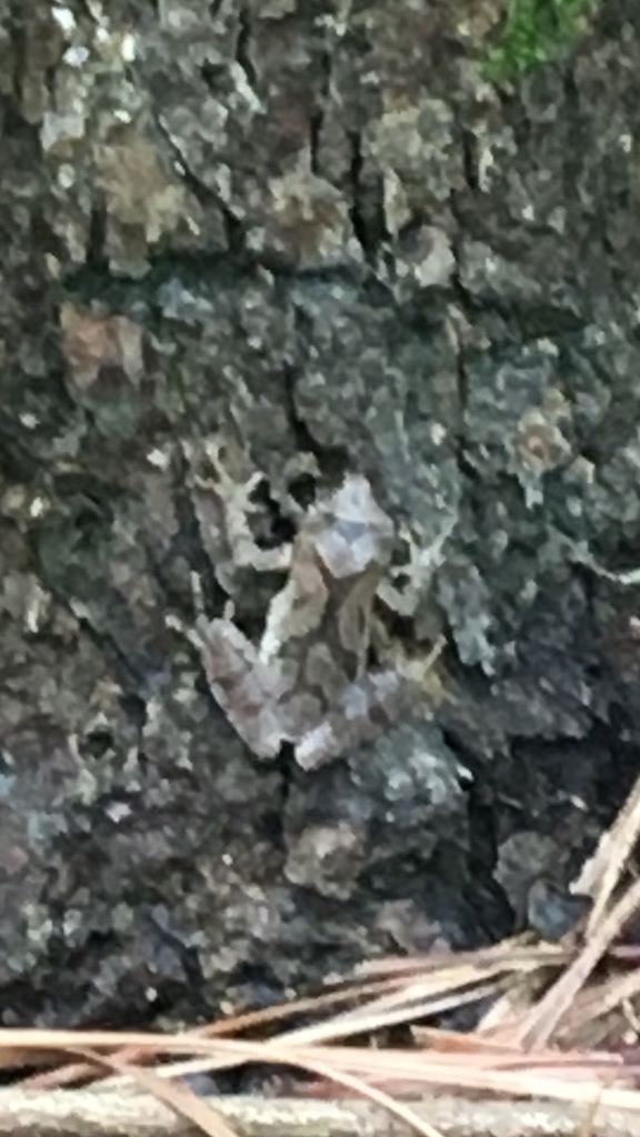 Spring Peeper from Petersburg, VA, US on July 22, 2020 at 10:41 AM by ...