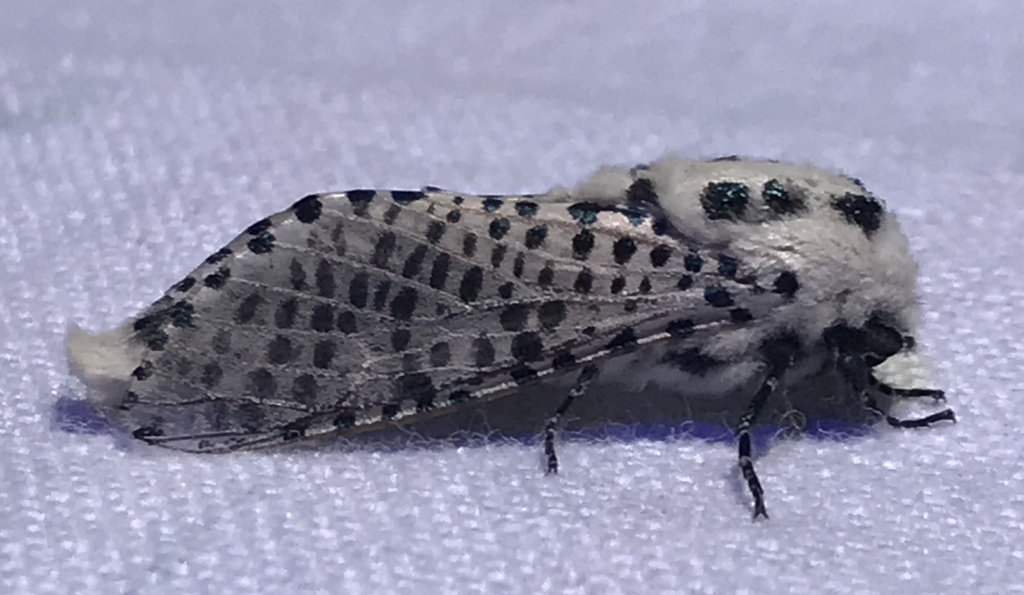 Wood Leopard Moth from Cape Island, Cape May, NJ, US on July 21, 2020 ...