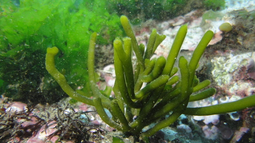 Codium fernandezianum · iNaturalist