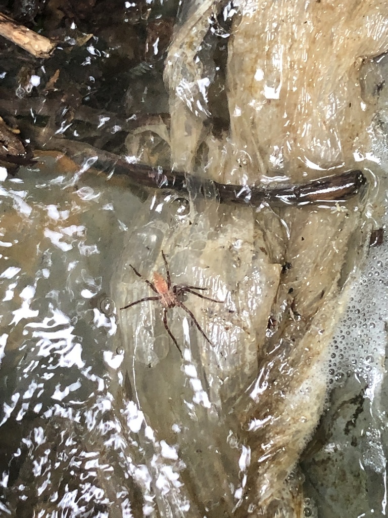American Nursery Web Spider from Stone Castle Trail, Salem, OH, US on ...