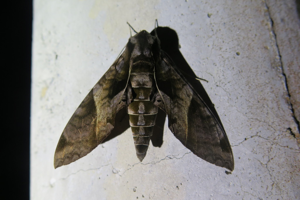 Eumorpha from Intag on July 21, 2020 at 08:51 PM by nicolapeel ...