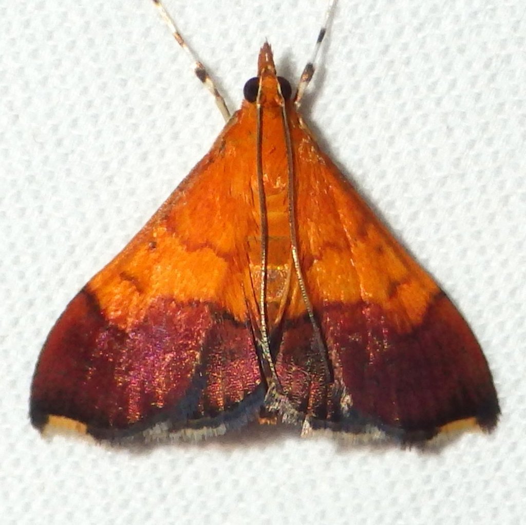 Bicolored Pyrausta Moth (Lepidoptera of Savoy Mountain State Forest ...