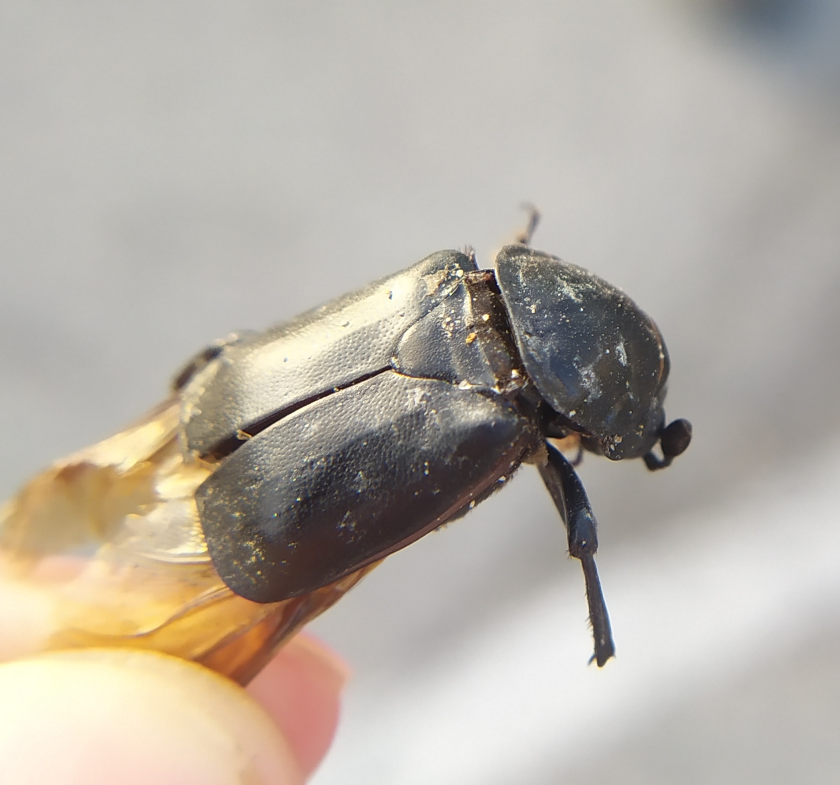 Nicrophorus germanicus (Linnaeus, 1758)