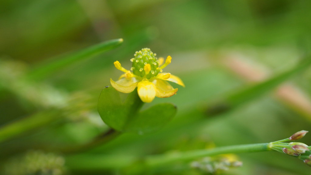 Arctic Buttercup from Iqaluit, NU, Canada on July 22, 2020 at 01:28 PM ...
