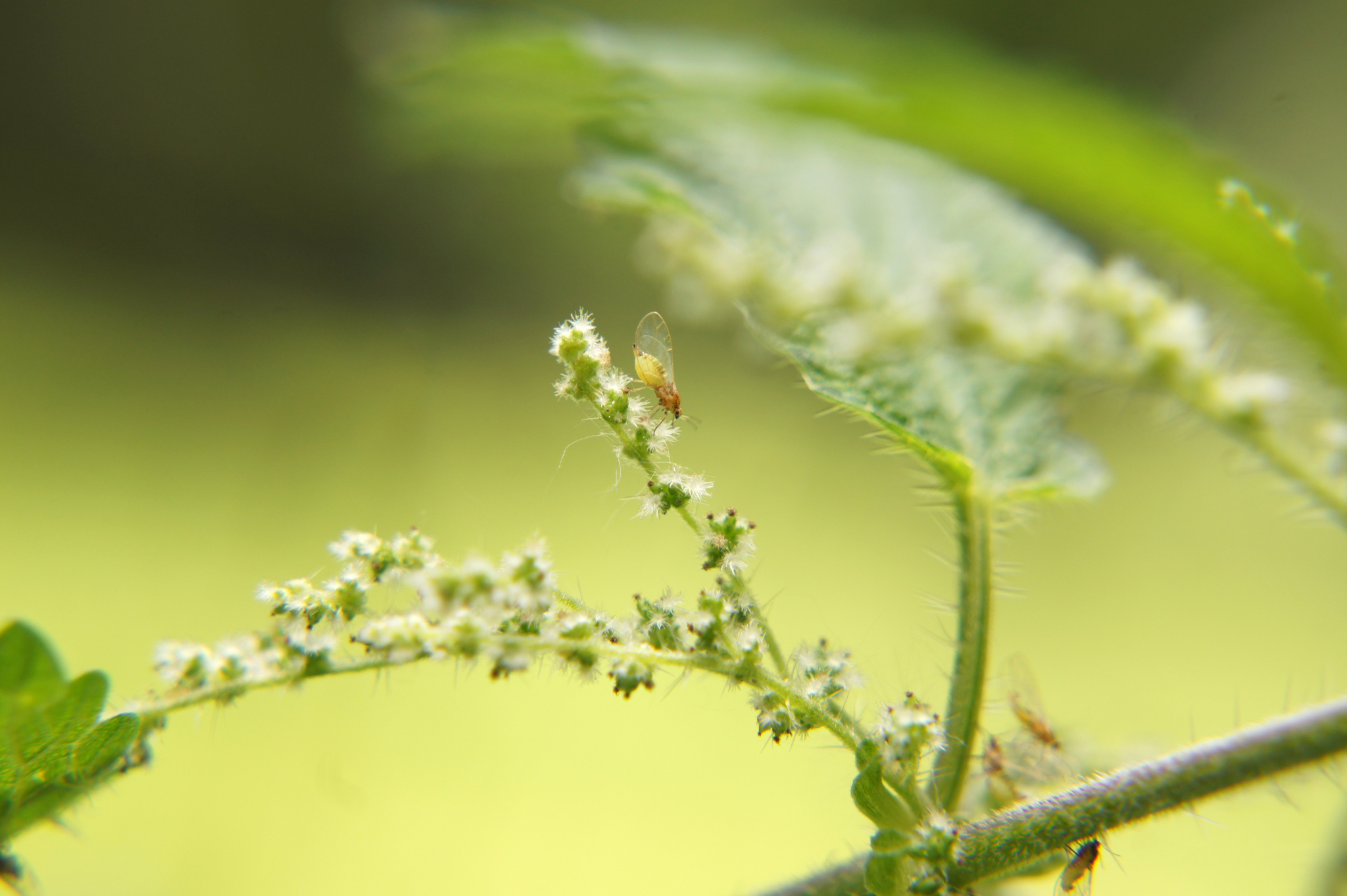 Trioza urticae (Linnaeus, 1758)