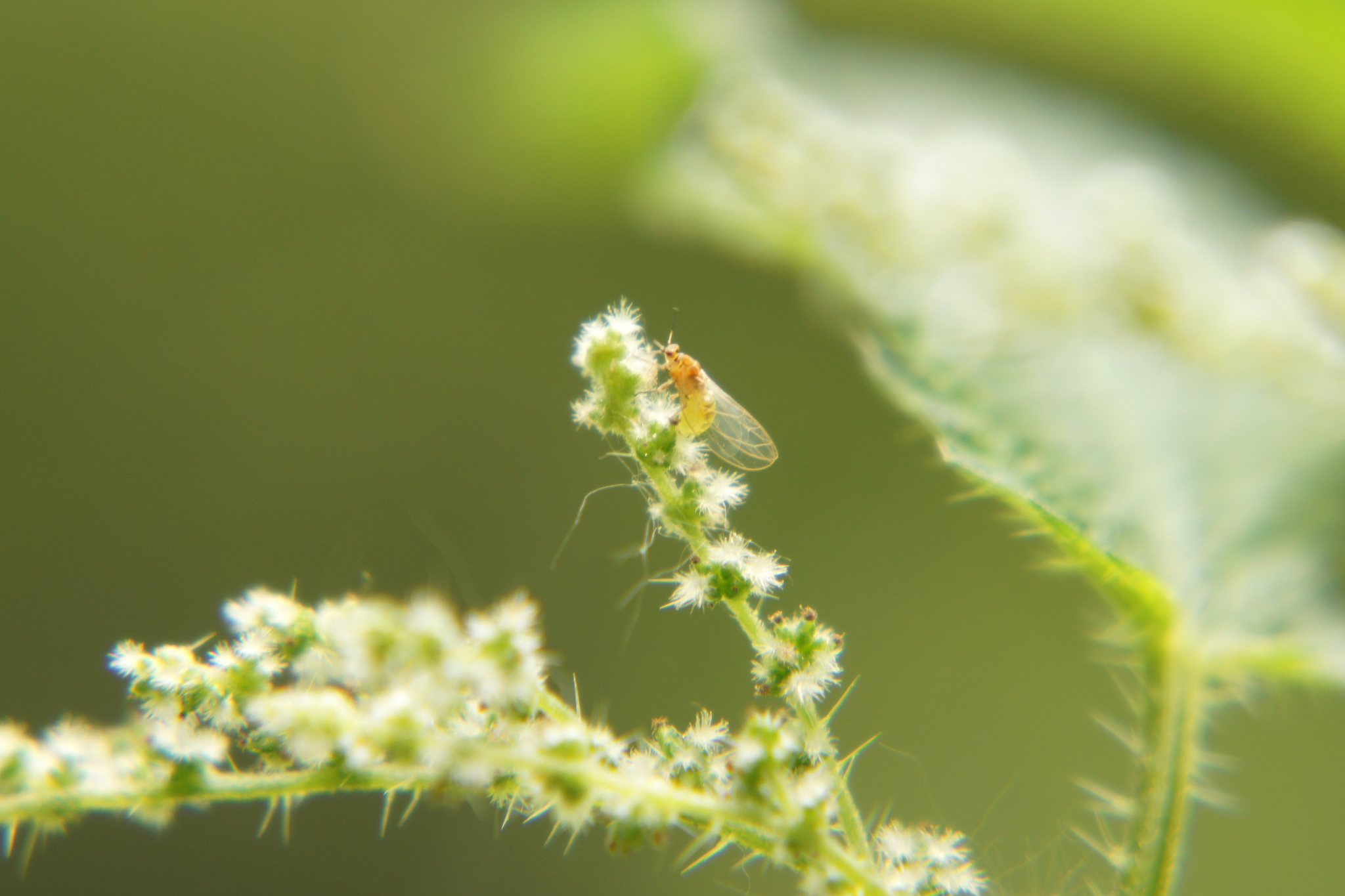 Trioza urticae (Linnaeus, 1758)