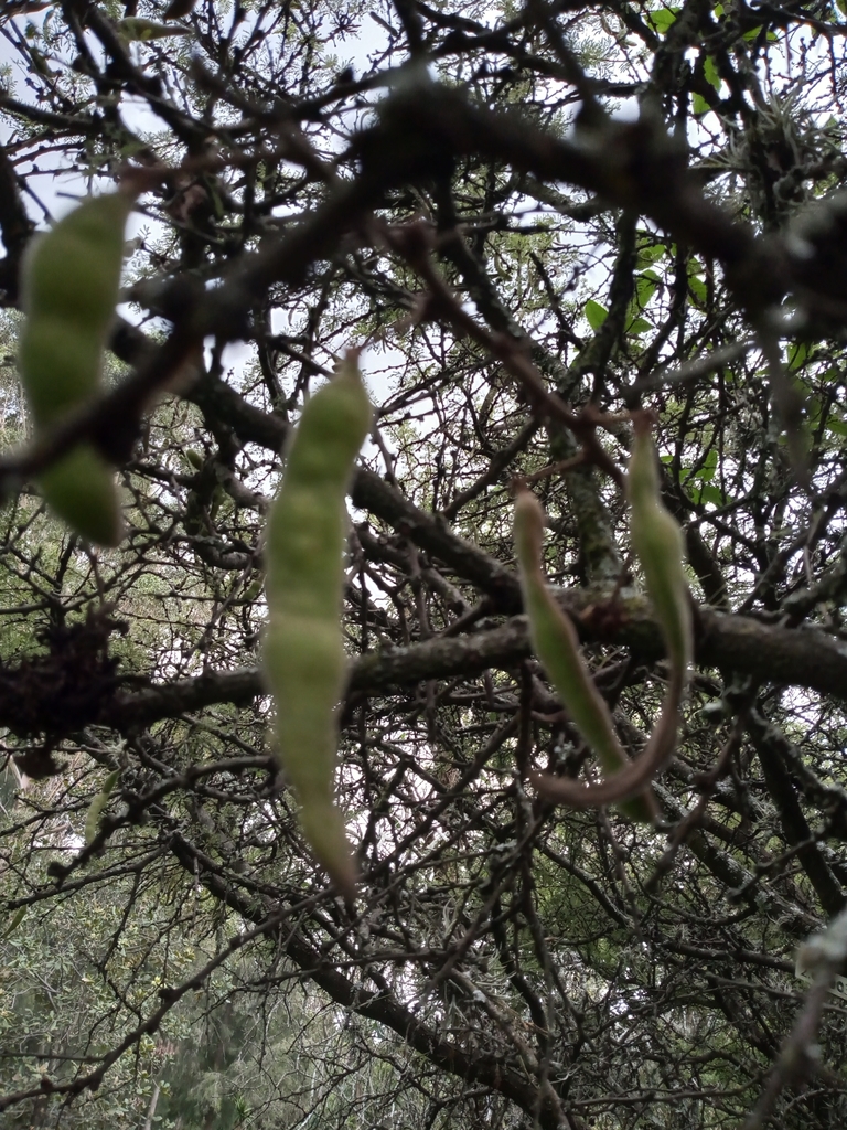Schaffner's acacia from Panteón Civíl de Dolores, 11100 Ciudad de ...