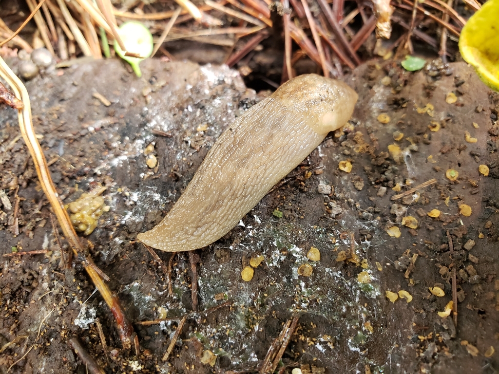 Threeband Slugs from Camino Real, Jesús del Monte, Mich., México on ...