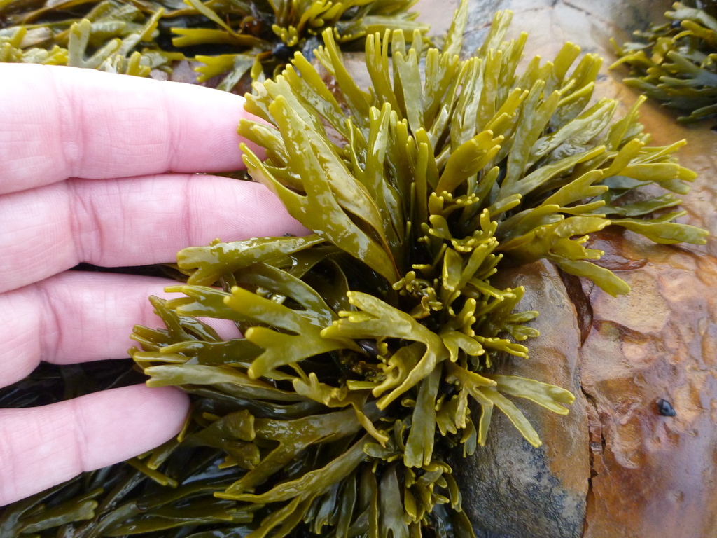 Little Rockweed (Northern California Rocky Intertidal Species ...