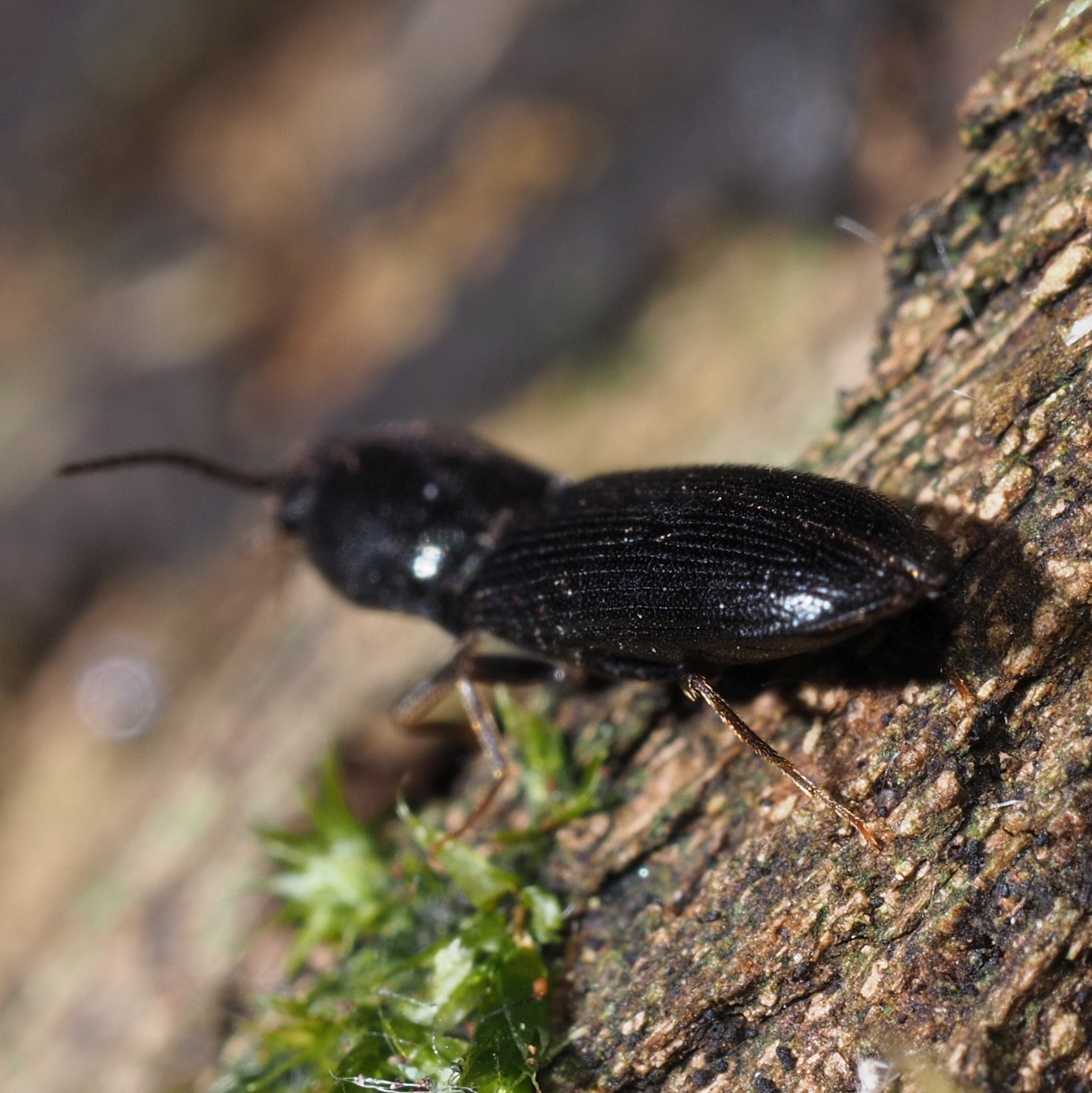 Procraerus Reitter, 1905