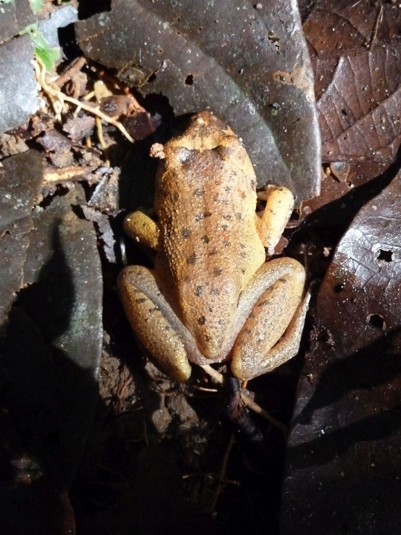 Astylosternus occidentalis Parker, 1931