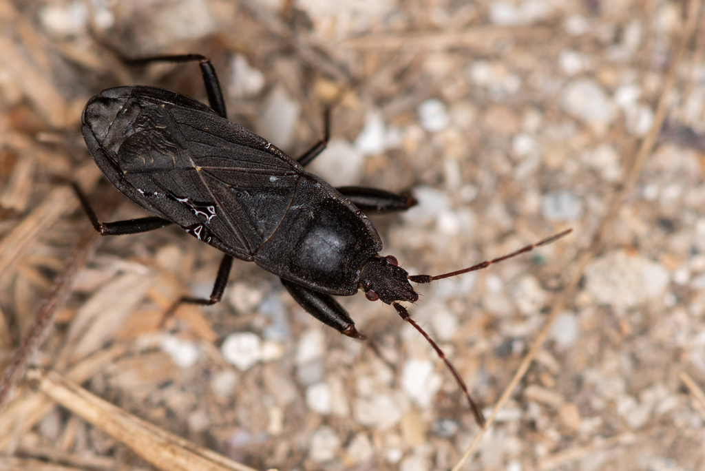 Neurocladus brachiidens (Madeira True Bugs) · iNaturalist