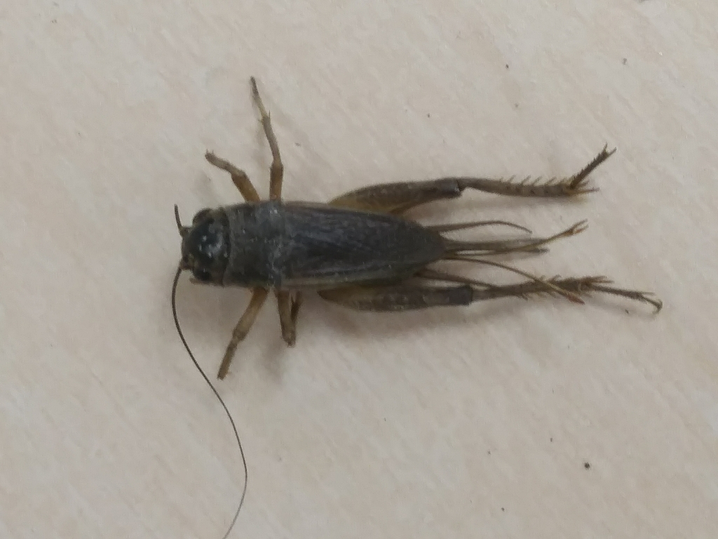 Jamaican Field Cricket from Miami, FL 33136, USA on August 28, 2019 at ...