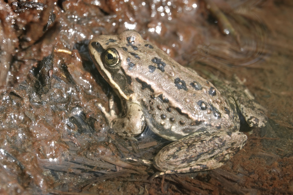 Columbia Spotted Frog from Stikine Region, BC, Canada on July 17, 2020 ...