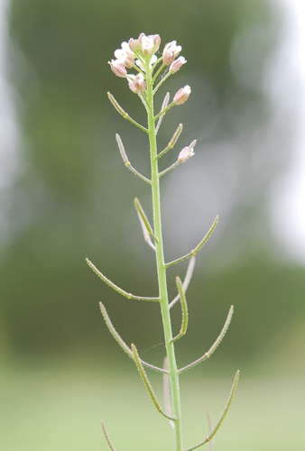 Pennellia patens (Pennellia patens)