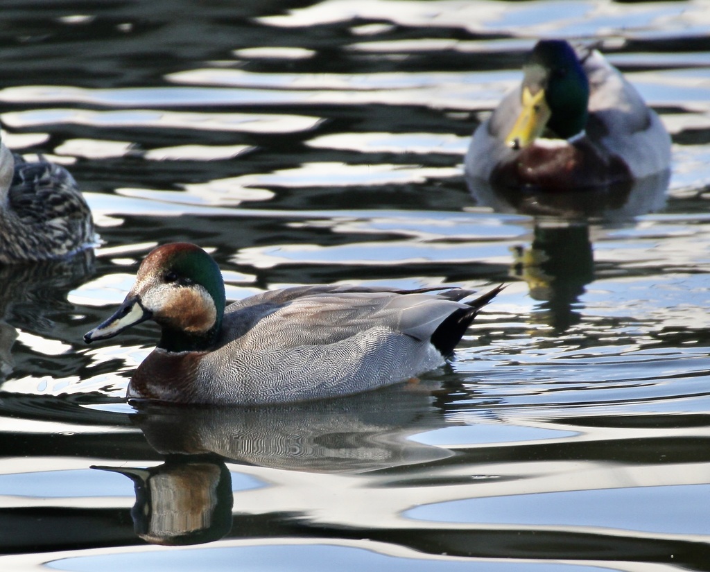 Brewer's Duck (Anas platyrhynchos × Mareca strepera) - Avian Discovery