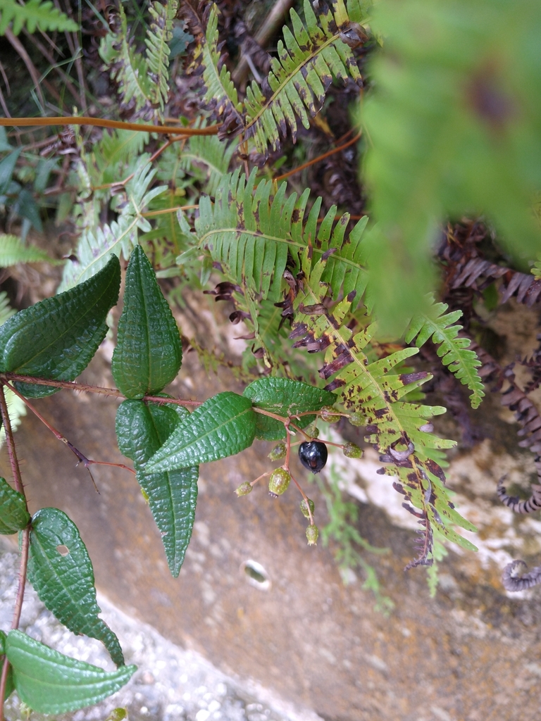 hillside clover ash from Unnamed Road, Villalba 00766, Puerto Rico on ...