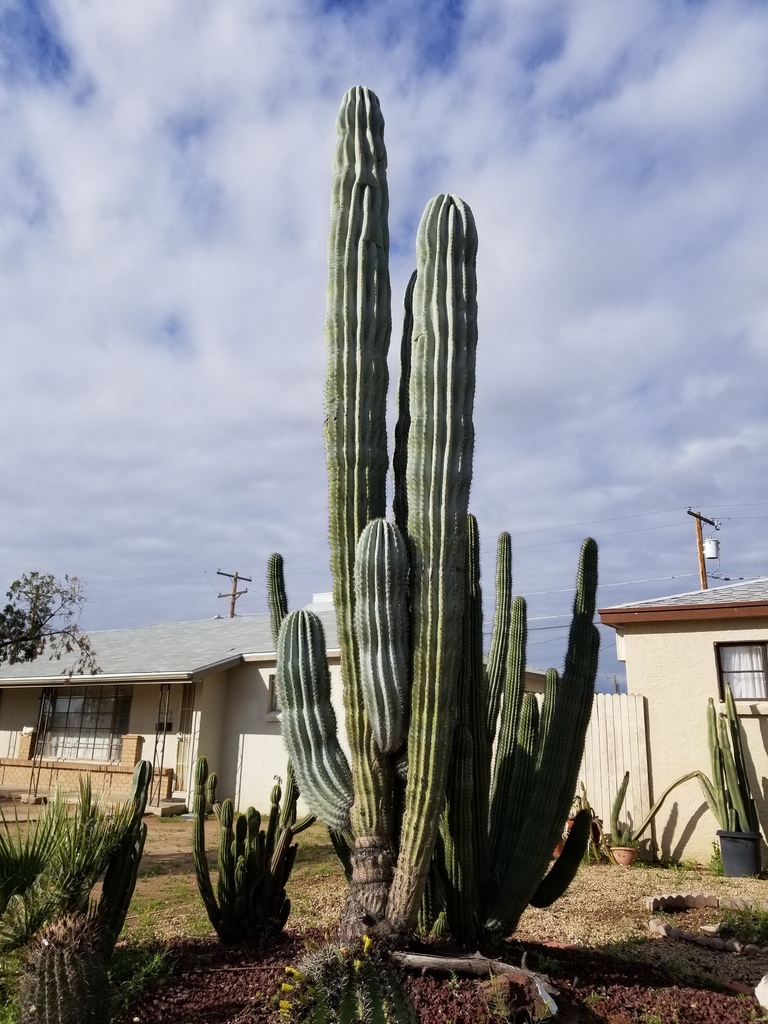 Mexican Giant Cactus from N 19th Ave & W Montebello Ave, Phoenix, AZ ...