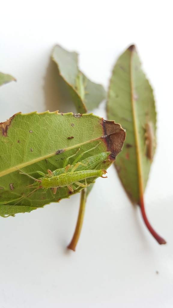 Landels-Hill Timema (Stick Insects of the United States) · iNaturalist