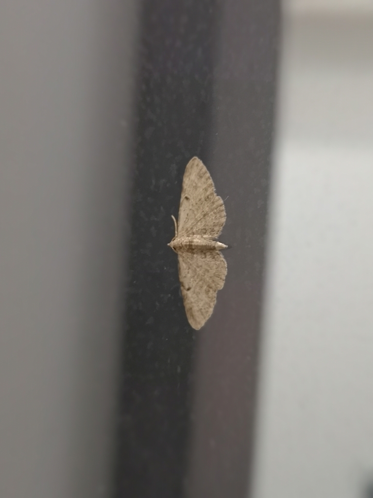Pug Moths & Allies from Crewkerne on July 22, 2020 at 11:30 PM by ...