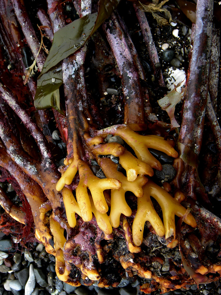 Lessonia variegata from Pacific Ocean, NZ on January 24, 2007 at 12:30 ...