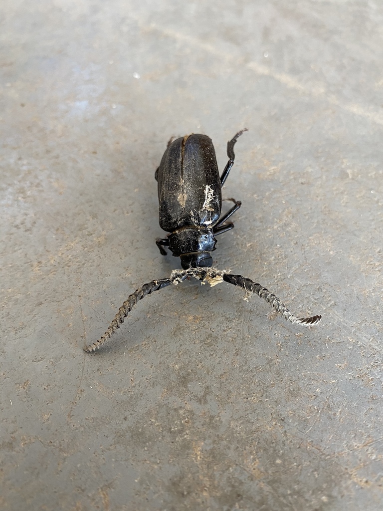 Tile-horned Prionus from Ray Roberts Lake State Park - Johnson Branch ...