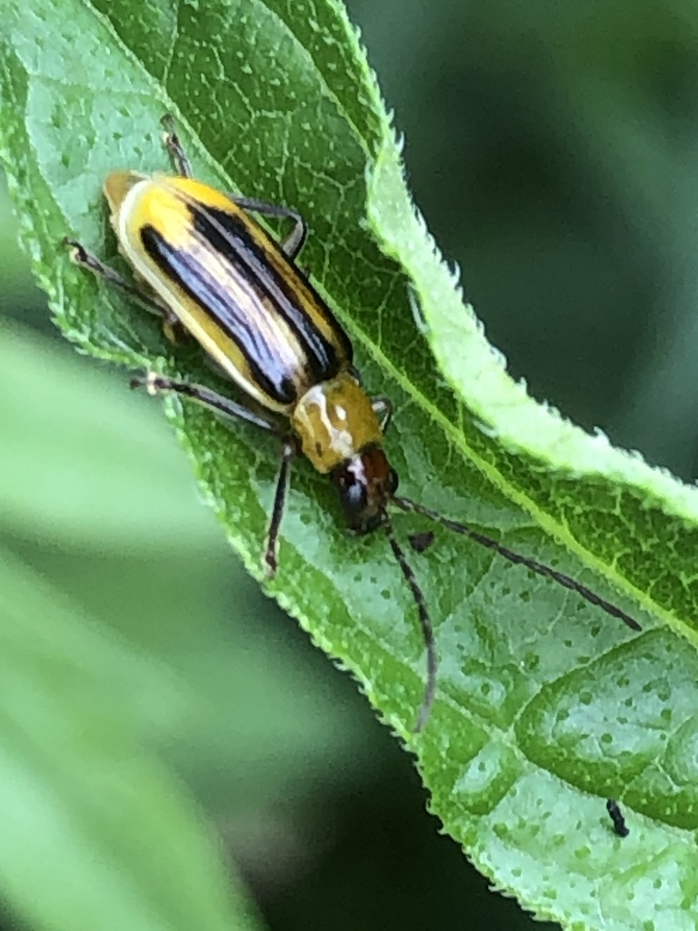 Western Corn Rootworm Beetle from Central Park, New York, NY, US on ...