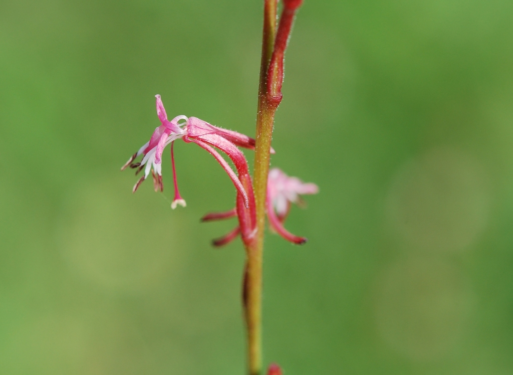 Harlequinbush from Jardin Botanico, BUAP, Puebla on July 13, 2011 by ...