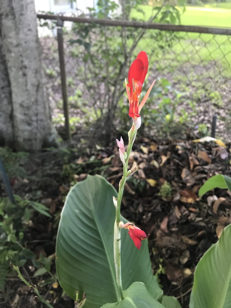 Indian shot in July 2020 by wild_blackberrymx · iNaturalist