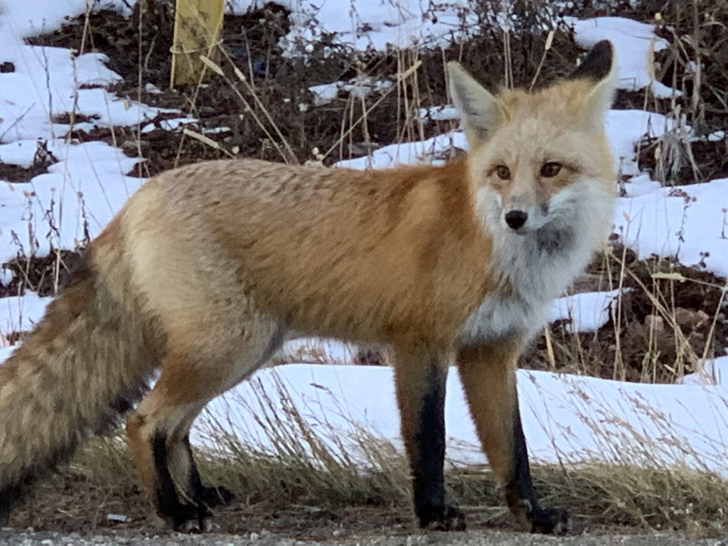 Red Fox from County Highway 517, Parshall, CO, US on October 26, 2019 ...