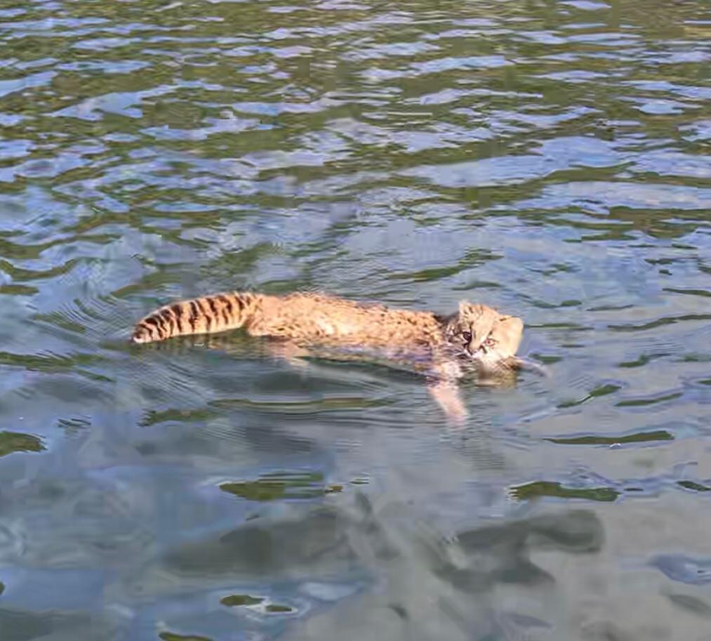 Guiña (Leopardus guigna) - Know Your Mammals