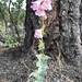 Sunset Crater beardtongue (Penstemon clutei) · iNaturalist