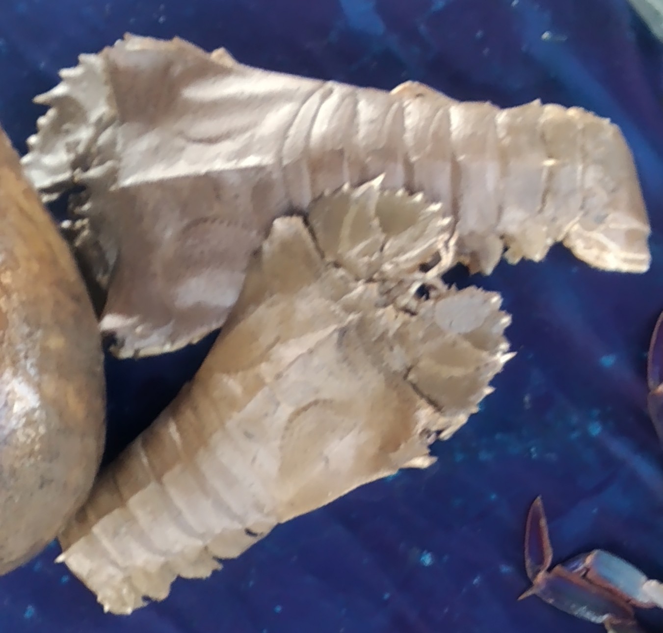 Thenus orientalis (Lund, 1793)