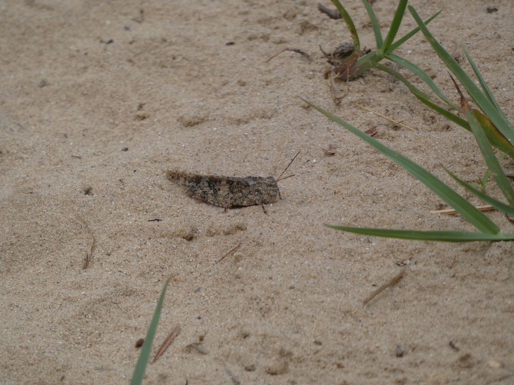 Mottled Sand Grasshopper from Waukesha County, WI, USA on July 19, 2020 ...