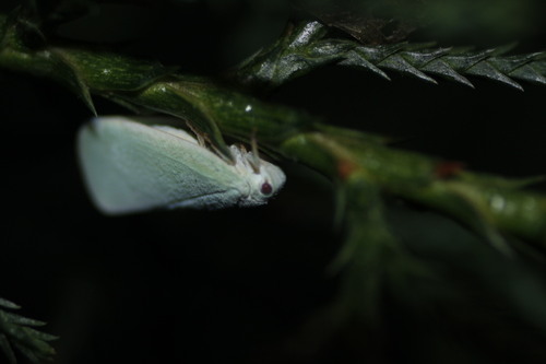 Genus Monoflata · iNaturalist