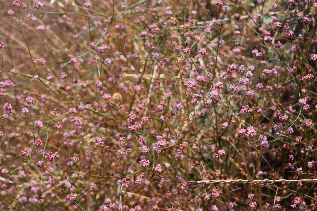clay buckwheat (Rare plants of BLM Clear Creek Management Area ...